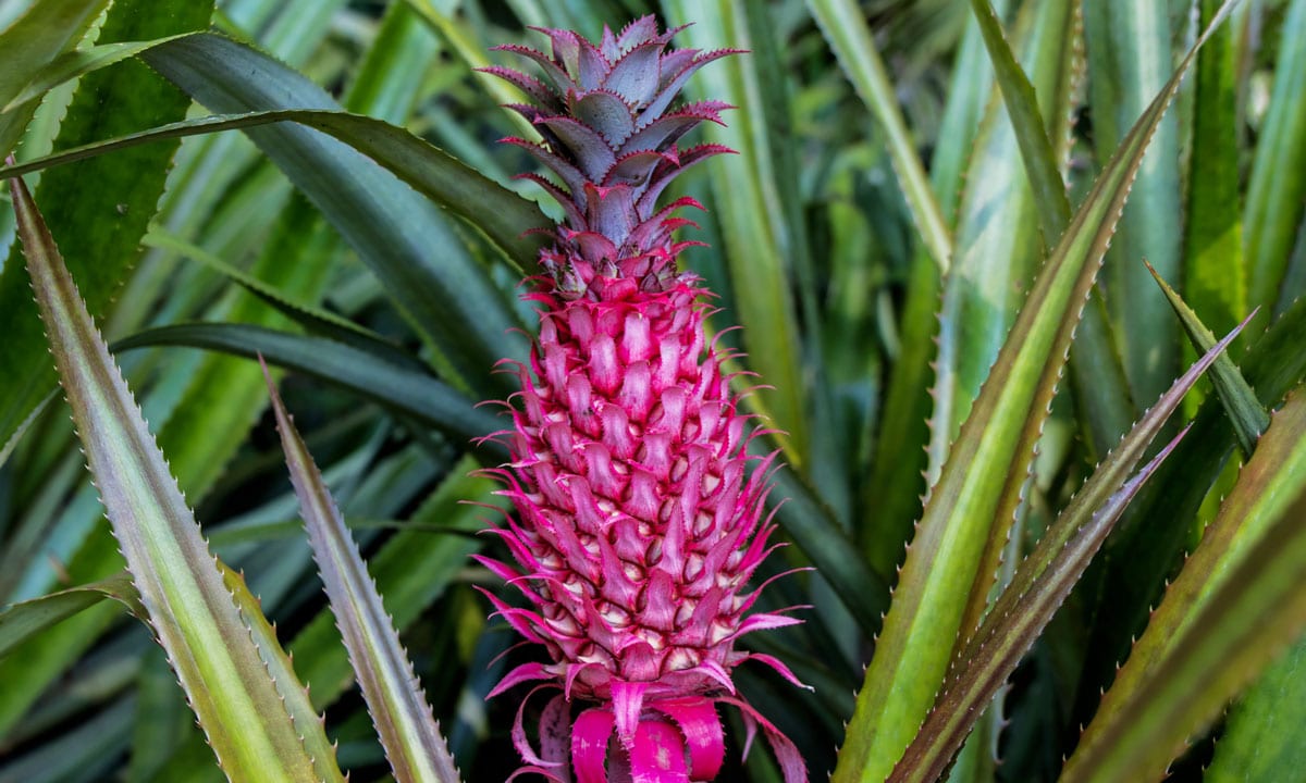 Pink Pineapples Are About To Be Your New Summer Foodie Obsession
