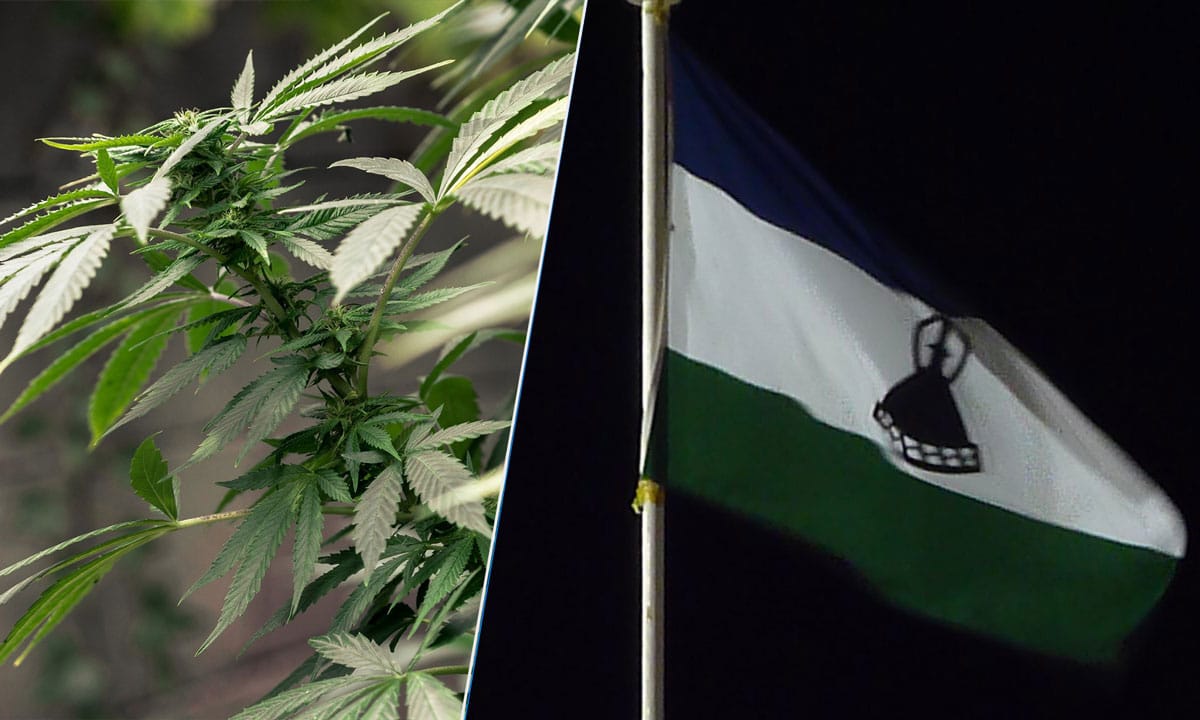 First African Marijuana License Could Lead To Continental Gold Mine