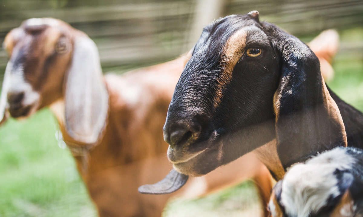 Idiots Blow Marijuana Smoke In Goat's Face