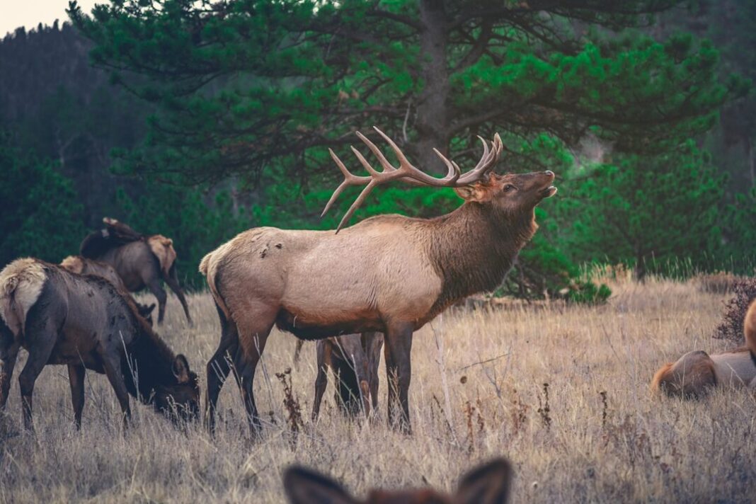 How Animals In The Wild Interact With Cannabis - The Fresh Toast