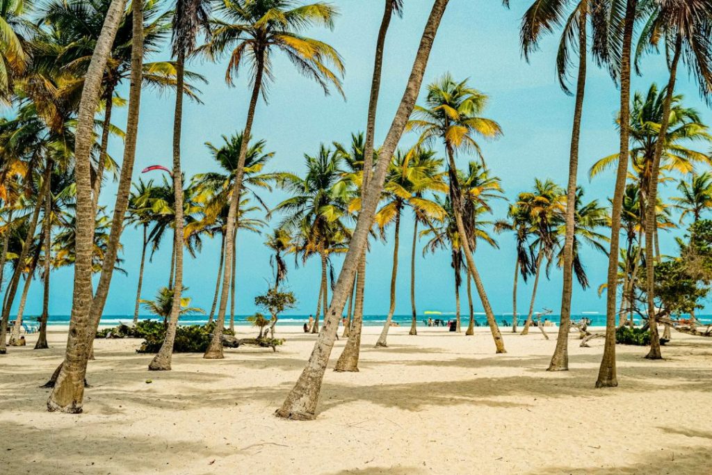 Venezuela And Marijuana - The Fresh Toast